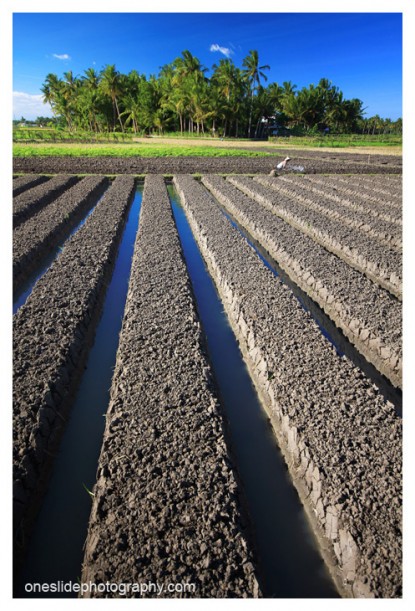 Tips: Photographing in the Afternoon (Under Harsh Sunlight ...